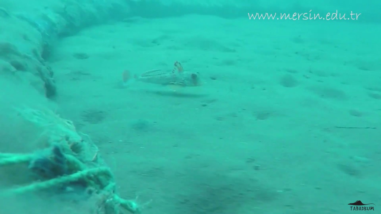 Tub Gurnard in the mouth of the bottom trawl in in Mersin Bay, Turkey ...