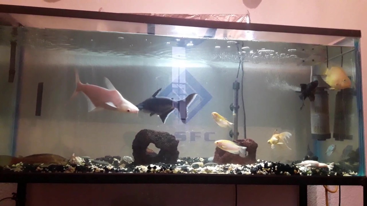 Acuario tiburon pangasio, pericos 250 lts - YouTube
