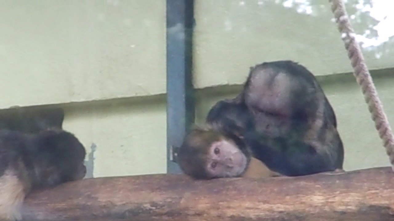 Lyon Zoo Capuchin Monkeys - YouTube