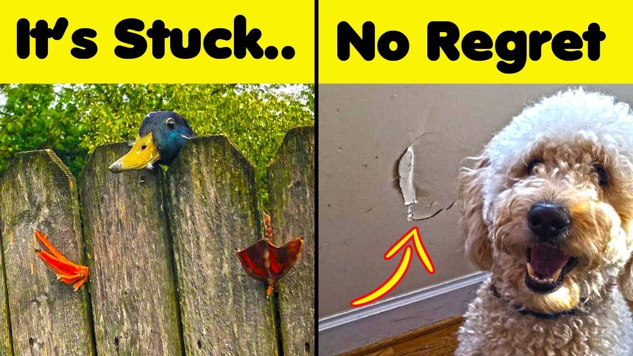 Animals Are Dumb YouTube animals-are-dumb-youtube