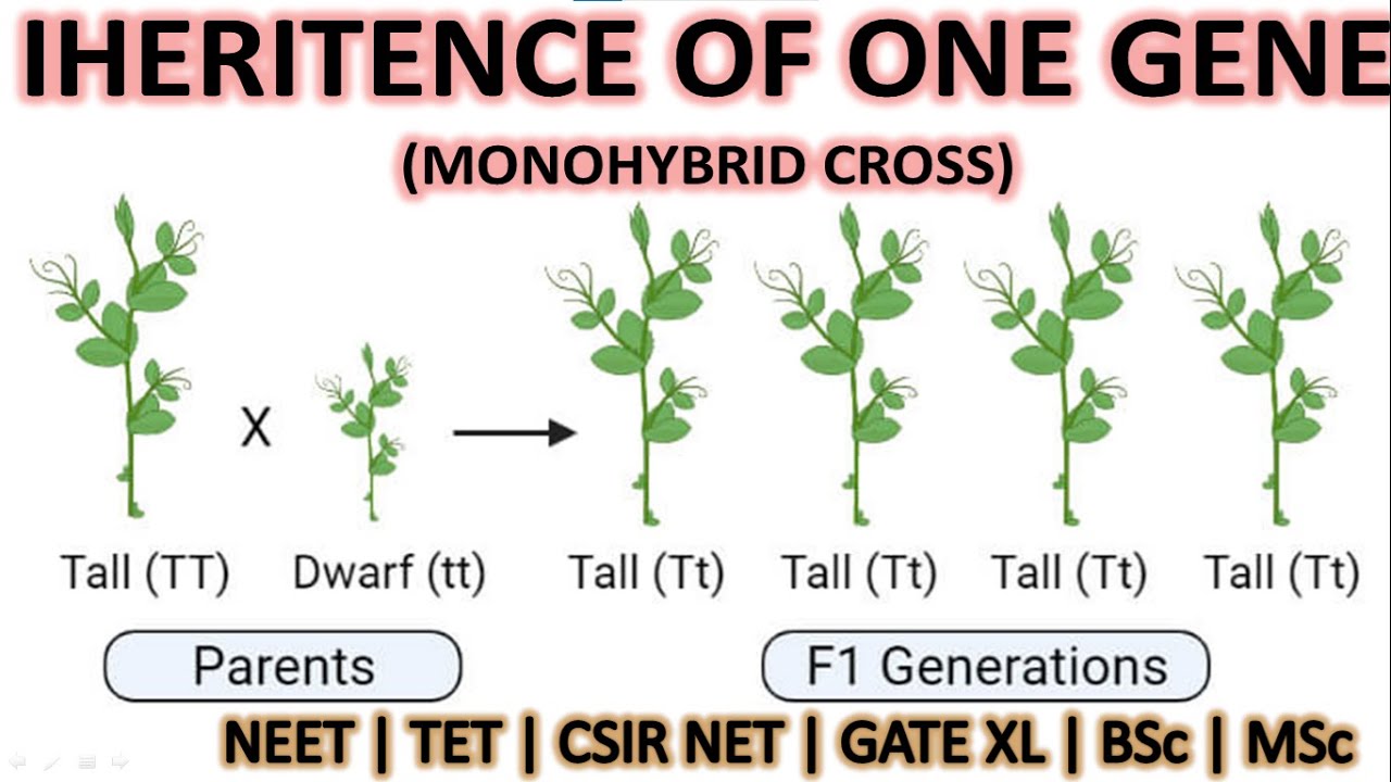 IHERITENACE OF ONE GENE (MONOHYBRID CROSS) - YouTube