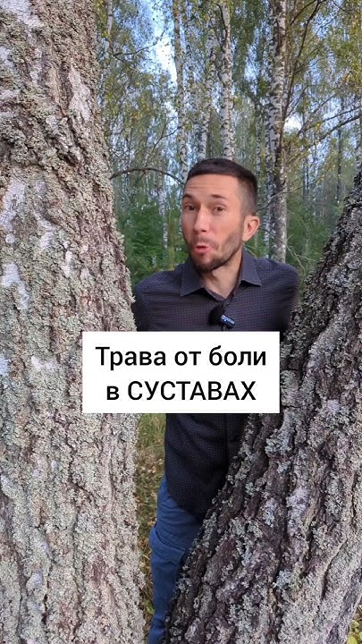 Угадай траву от боли в суставах #травы #лекарственныерастения #травник ...