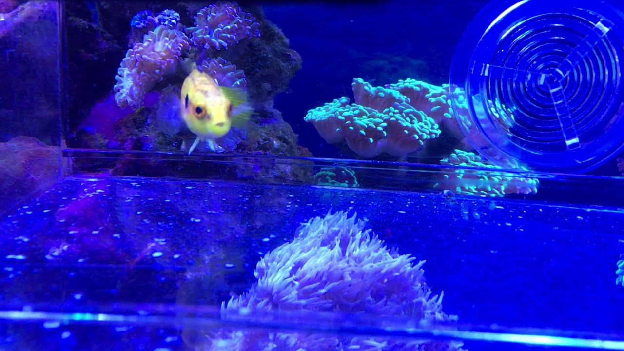 Yellow Candy Hogfish - Bodianus bimaculatus - YouTube