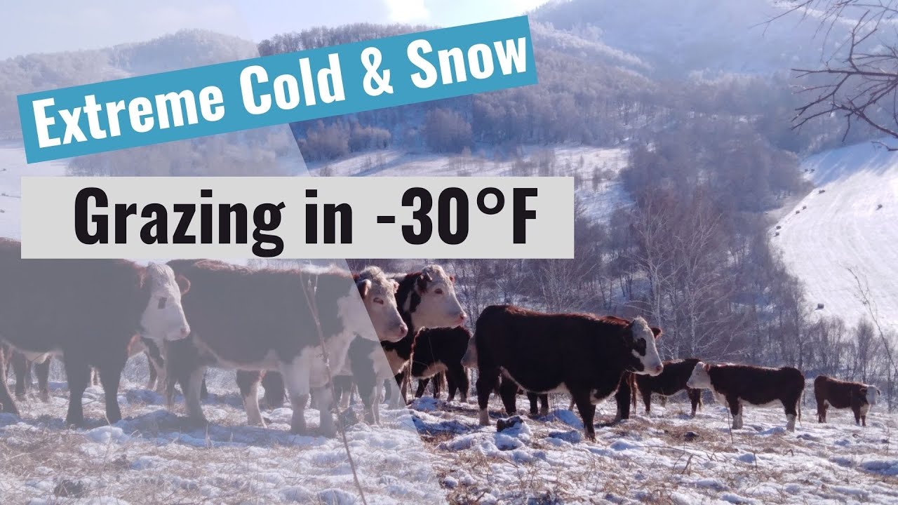 Winter Grazing - Part 2. - YouTube