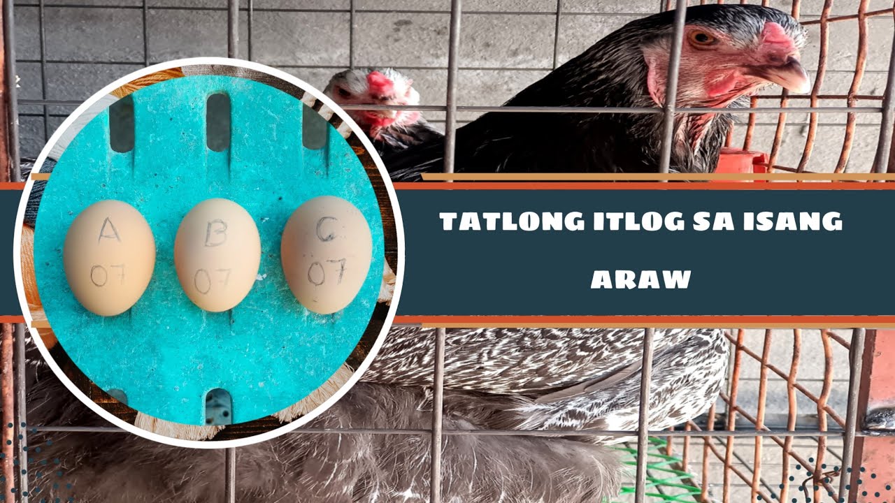 TATLONG ITLOG SA ISANG ARAW NG ATING BRAHMA CHICKEN - YouTube