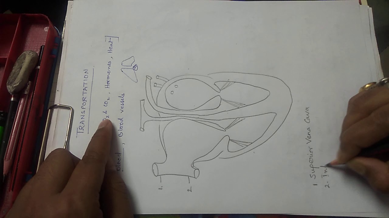 structure-of-human-heart-class-10-youtube