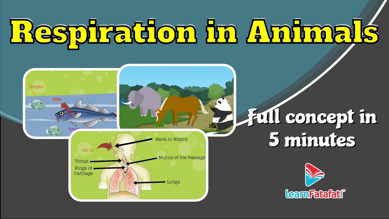 Class 10 Science Life Processes - Respiration in Animals - LearnFatafat ...