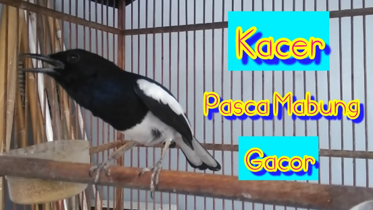 Kacer Sekoci Gacor Pasca Mabung ¦ by NS bird - YouTube
