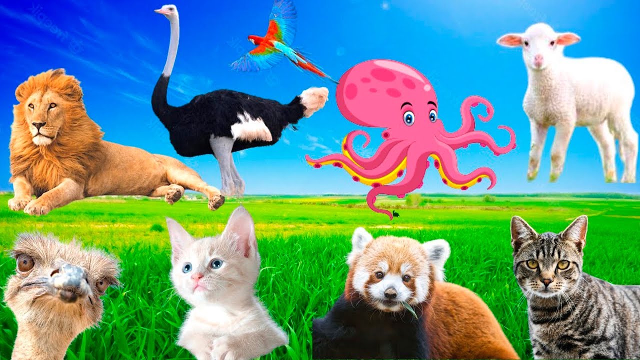 Stunning Animal Sounds, Farm Animals Sound: Dog, Cat, Cow, Horse, Duck ...