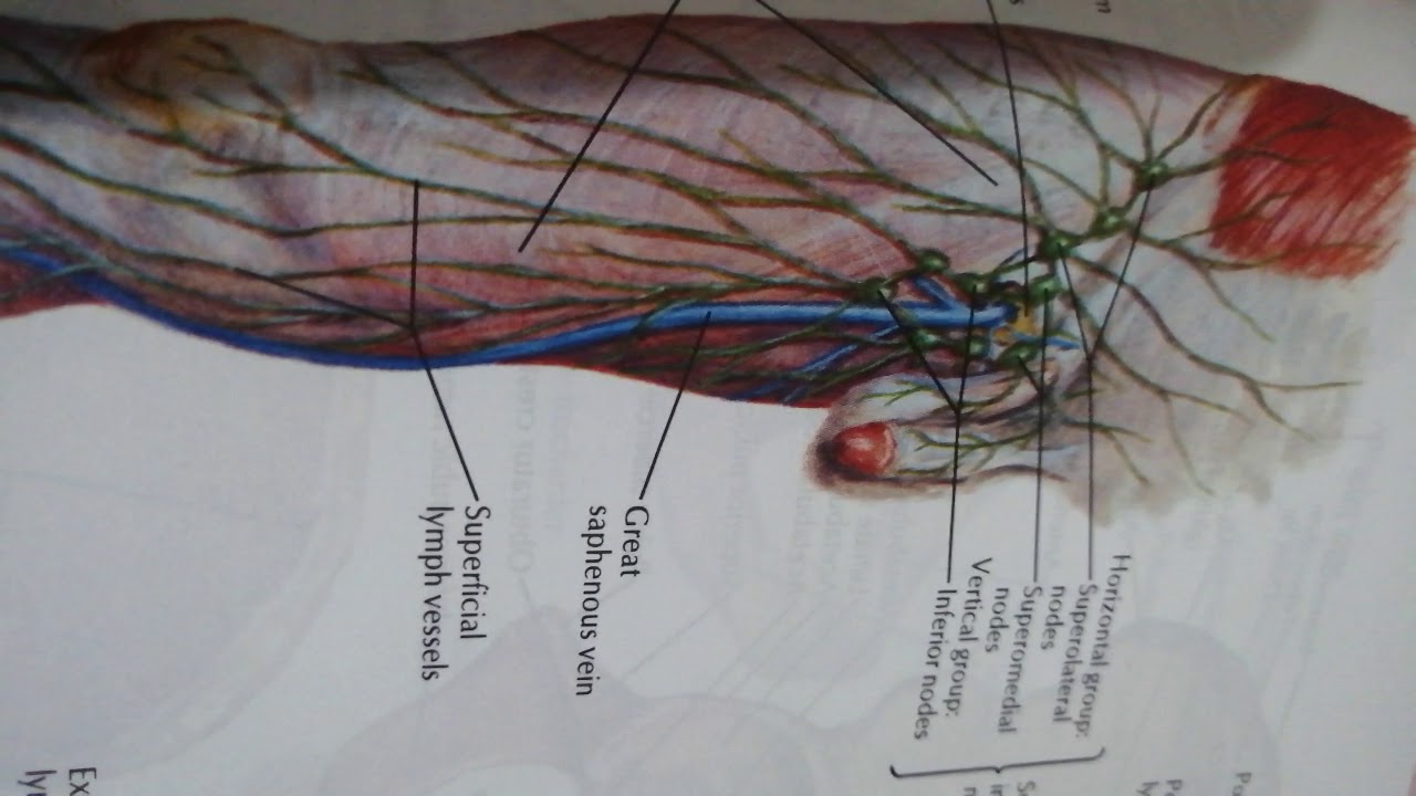 Lymphatic drainage of lower limb - YouTube