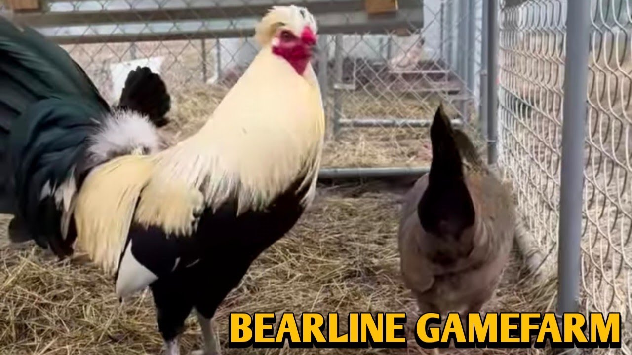 Clement Grey Sweater Radio - BEARLINE FARM - YouTube