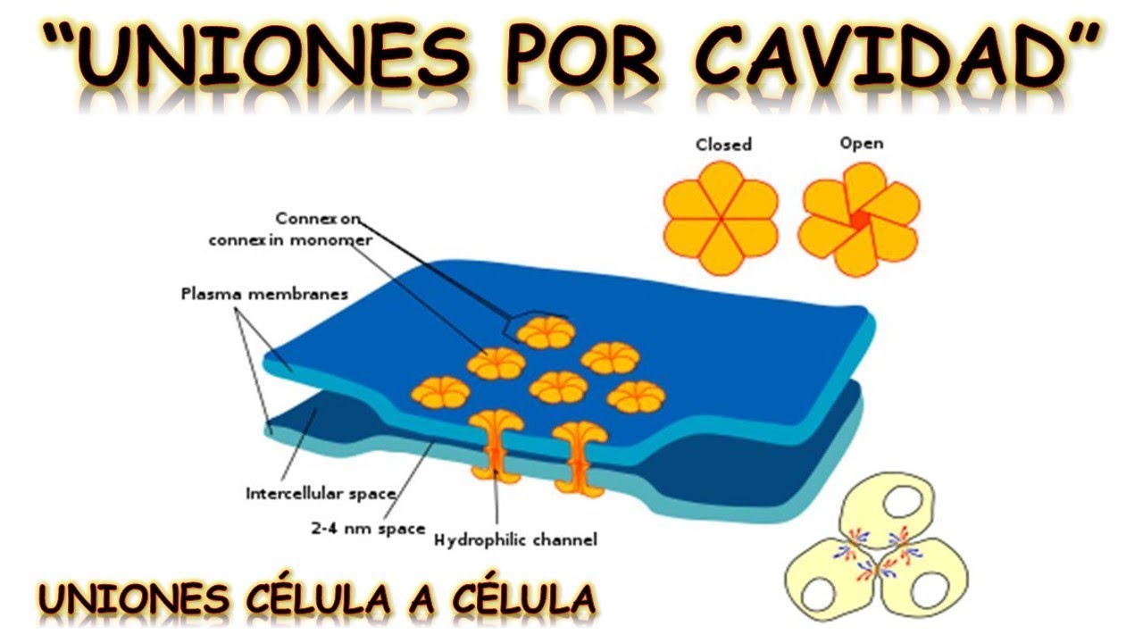 UNIONES POR CAVIDAD - UNIÓN CÉLULA A CÉLULA : BIOLOGÍA | MediCiencia ...