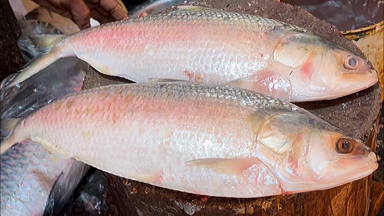 Big Hilsa Fish Cutting In Fish Market | Fish Cutting Technique - YouTube