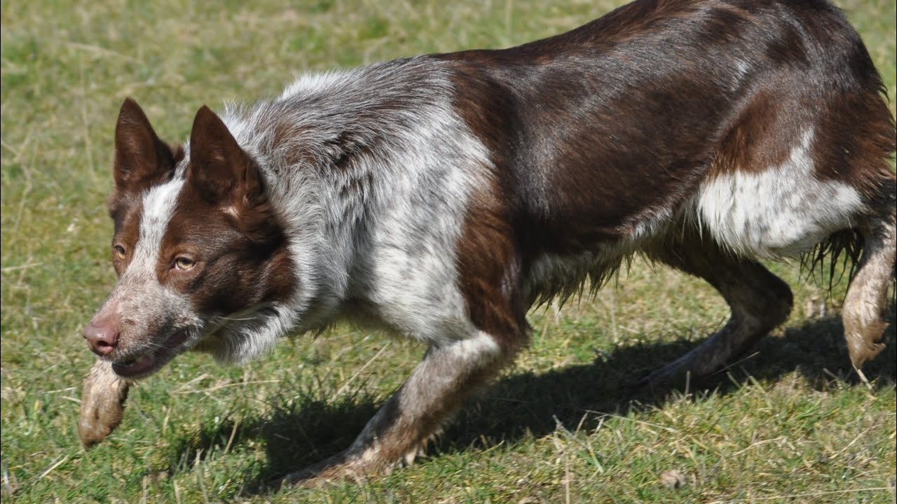 Efail Jinny - by Boss (Lyn Howells) & Elan Valley Jess (Cerys Millichap ...