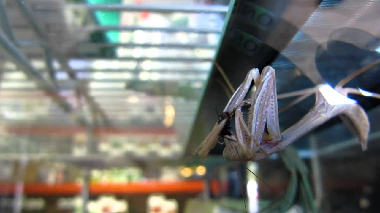 Chinese Praying Mantis Eating a Fly at Gorilla Gardener Supply - High ...