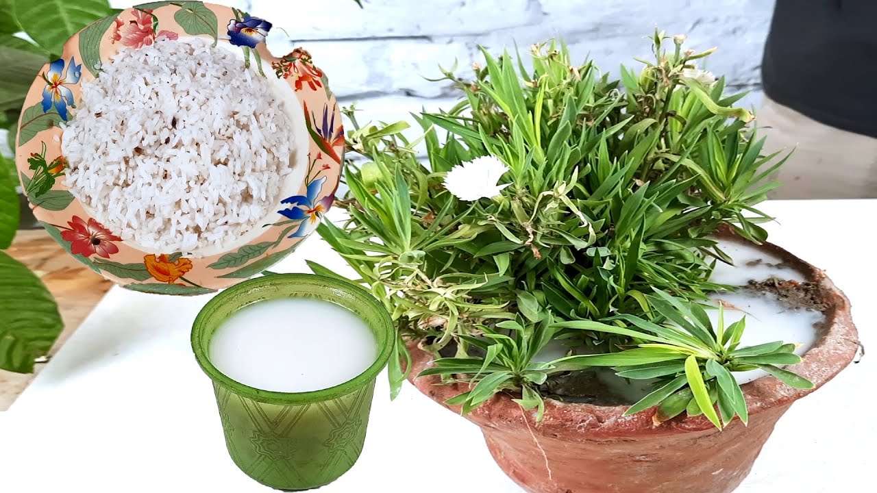 How to make cooked rice water fertilizer for plants| Use Extra Rice as ...