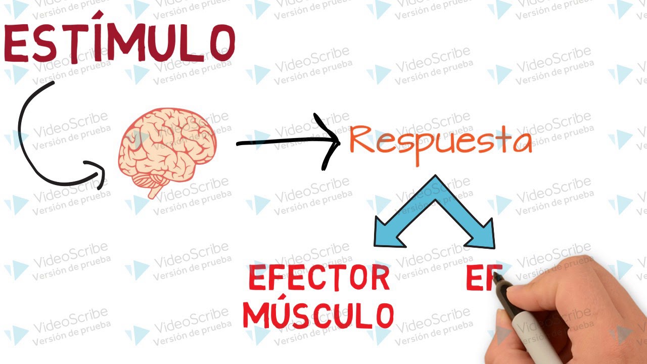 Estimulo_Completo - YouTube