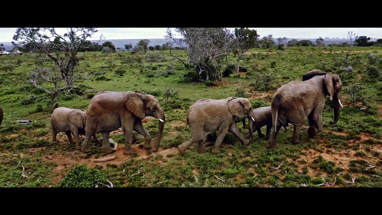 Blaauwbosch Elephant Release - YouTube