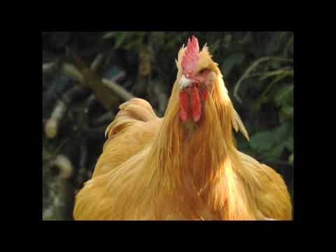 Happy Buff-Day! - YouTube