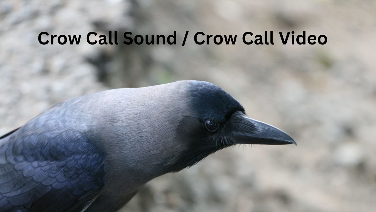 Crow Call Sound | Crow Call Video - YouTube