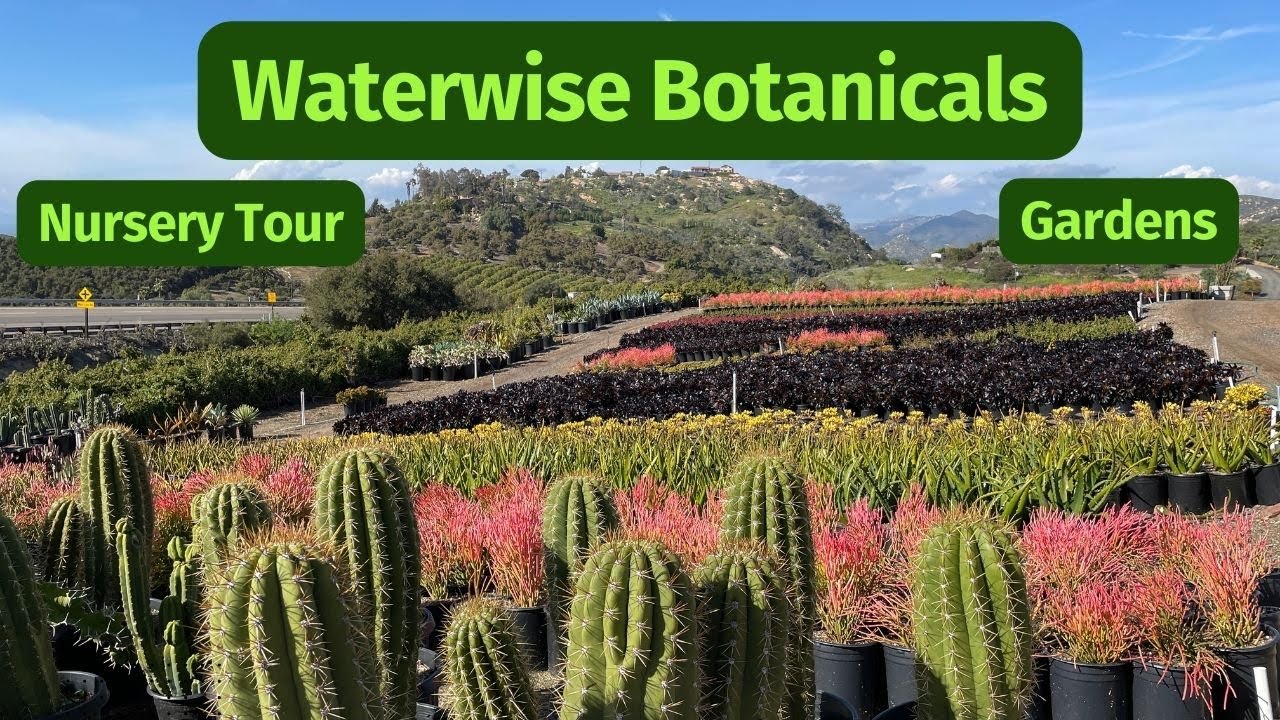 The LARGEST succulent nursery I’ve been to! Waterwise Botanicals 2023 # ...