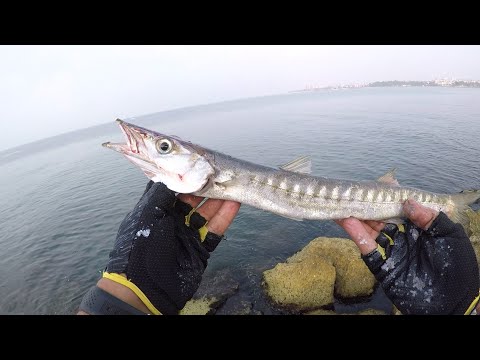 SÜRÜ GELDİ NE VARSA ALDIK.. lrf ile Micro jig avı aksiyona doyamadık.