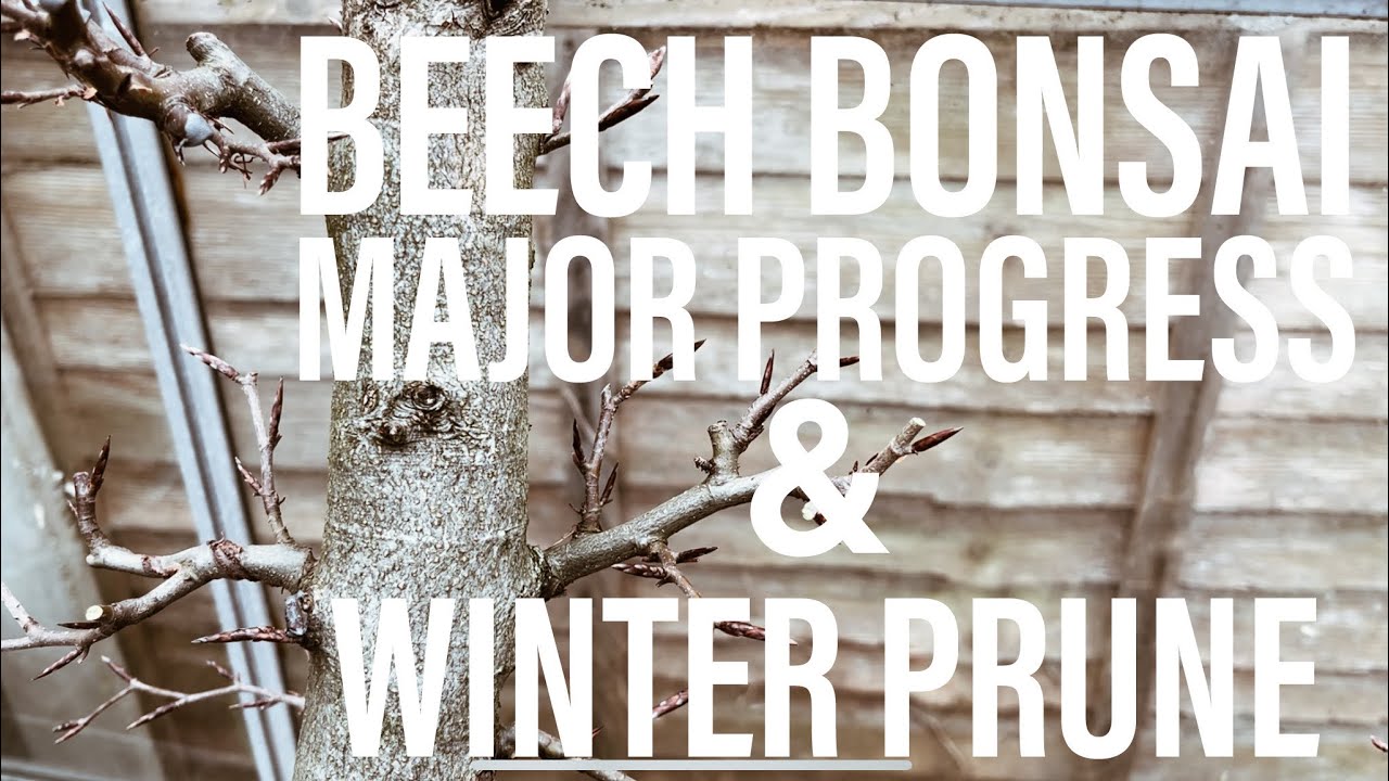 Bonsai Diary (EP29 - 13/1/2024) Beech Bonsai Progress & Winter Prune! - YouTube