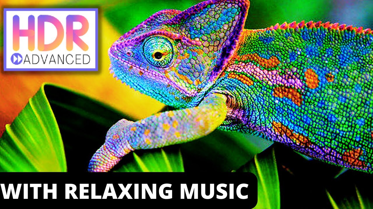 Most beautiful reptiles in HDR - YouTube