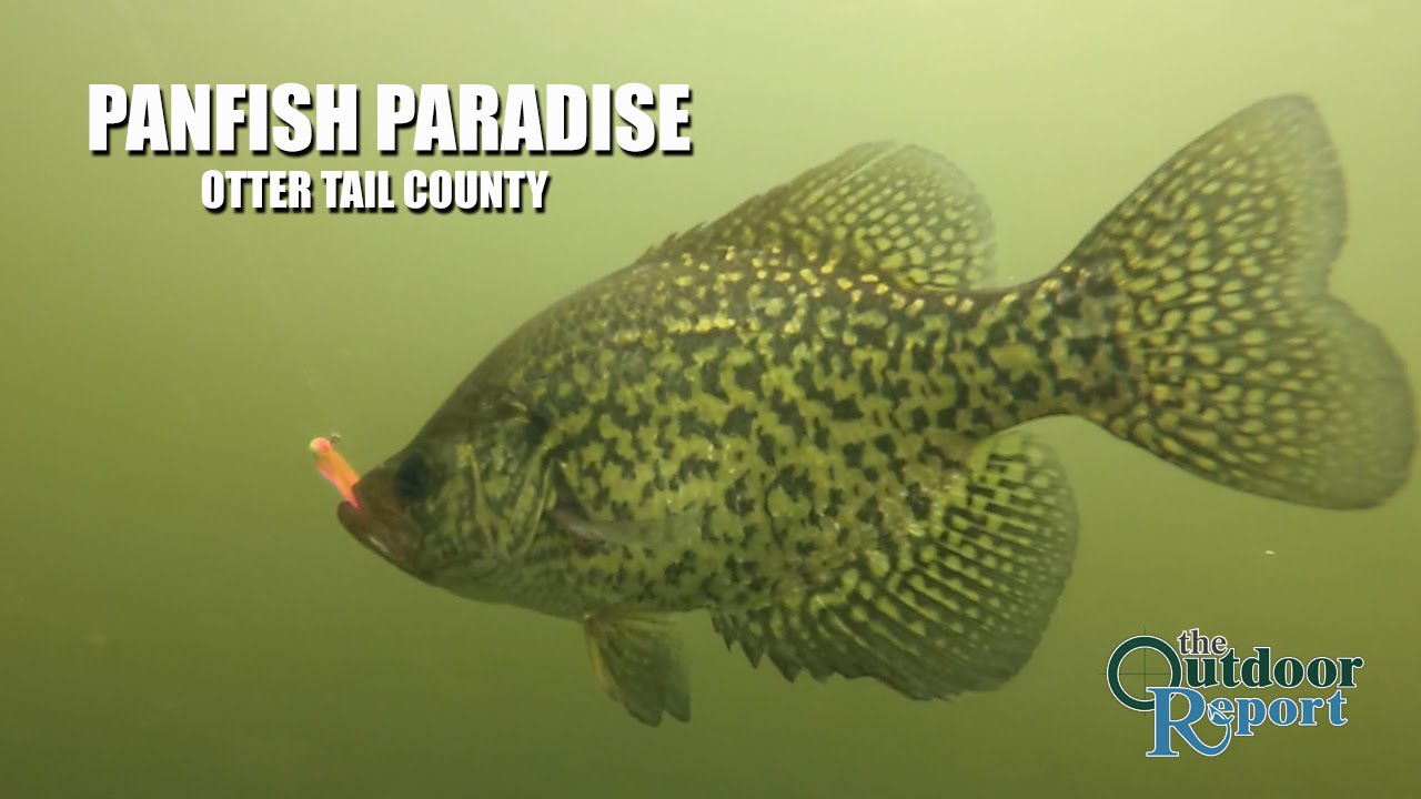 How to catch Panfish in Otter Tail County - YouTube