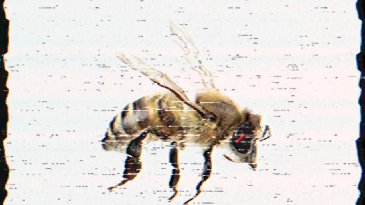 Nick Jr Face The Bee (SUPER RARE 199?) (REJECTED!!!) - YouTube