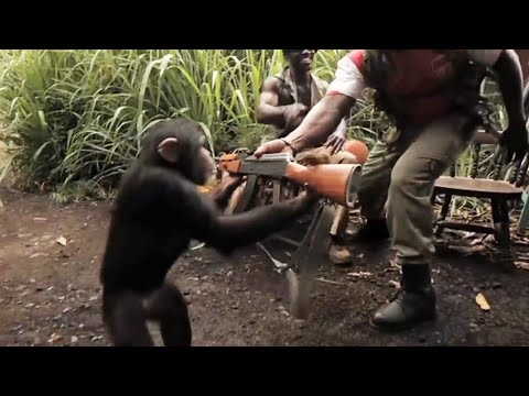 Ape With AK - 47 #meme