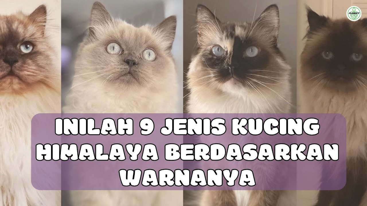 Inilah 9 Jenis Kucing Himalaya Yang Menarik - YouTube