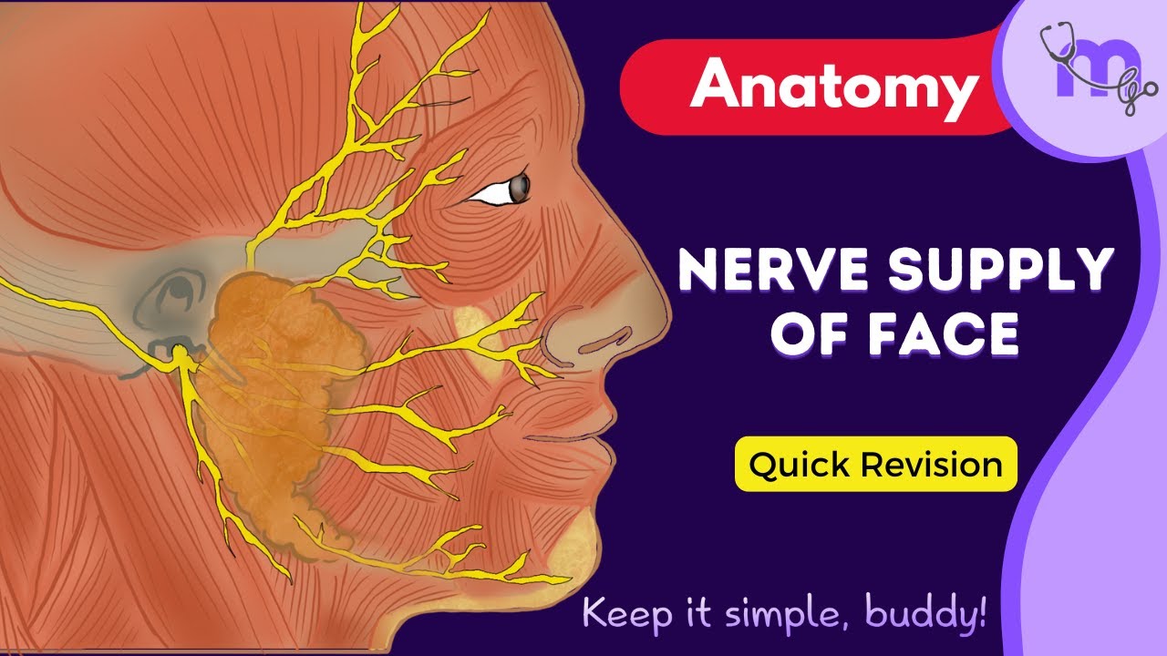 Nerve Supply of the Face Explained | Facial Nerve Branches & Bell’s ...
