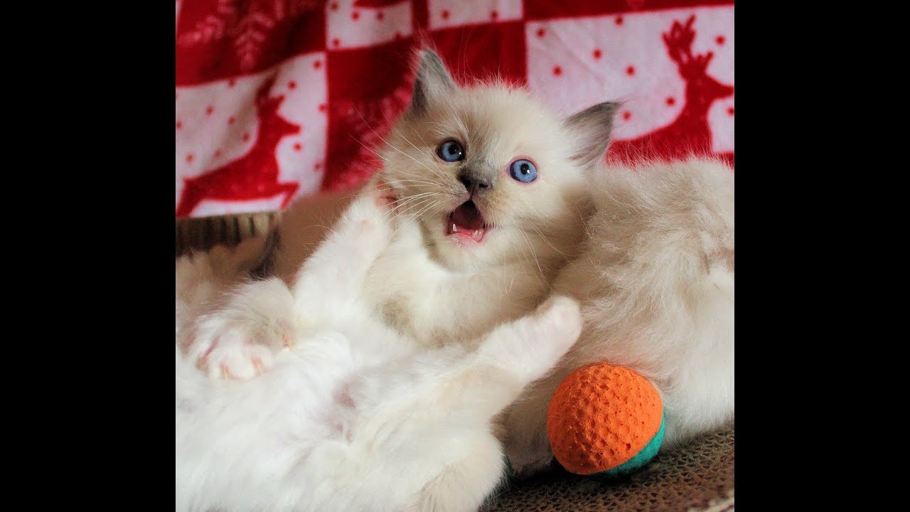 Kitten playing - cute dancing kitty - YouTube