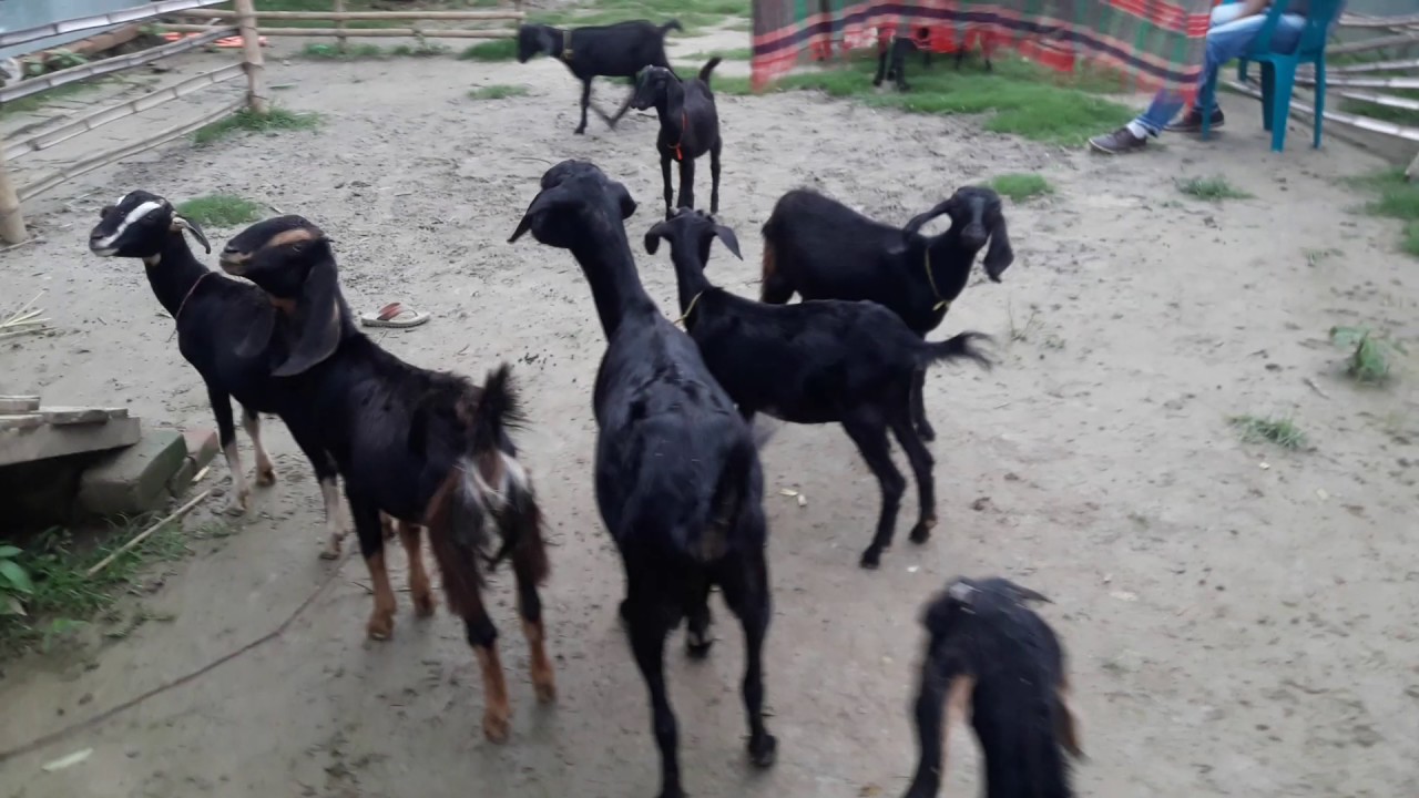 Black Bengal Goose Keeping Part-9 - YouTube