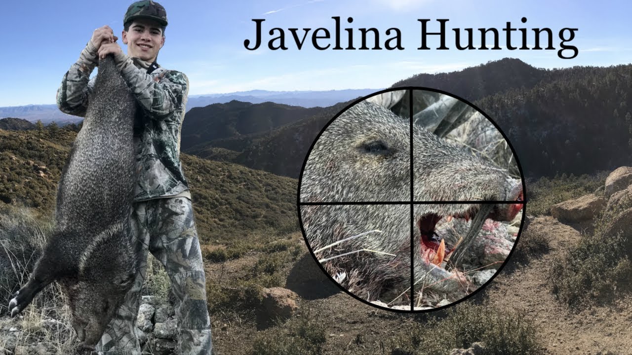 Javelina - Hunting America's Biggest Rodent! - YouTube