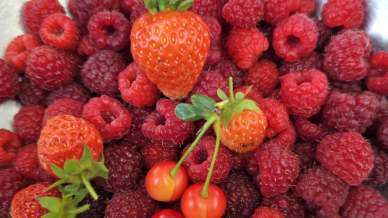 Let's Go Garden Visit and Pick Some of The Fruit Berries - YouTube
