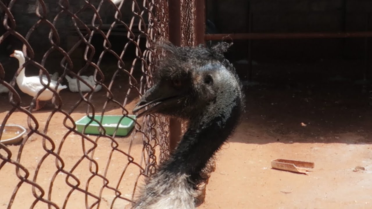 Emu bird at Planet Earth Aquarium Mysore - YouTube