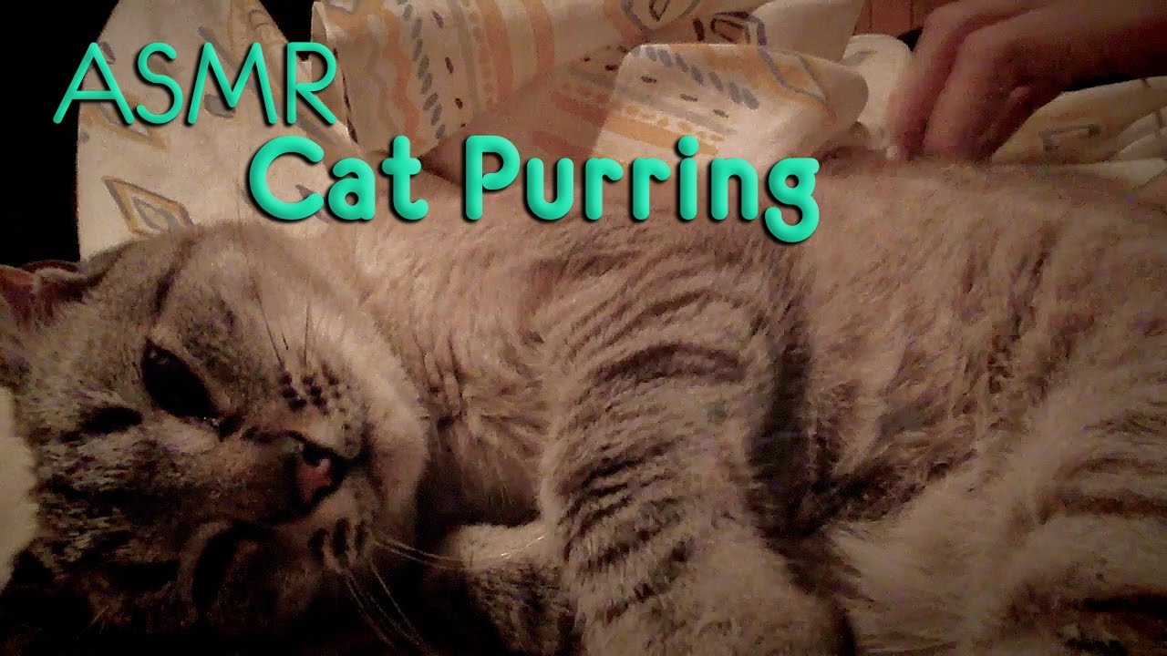 ASMR VHS - Cat Purring / Kitty Kitty - Word Repetition - YouTube