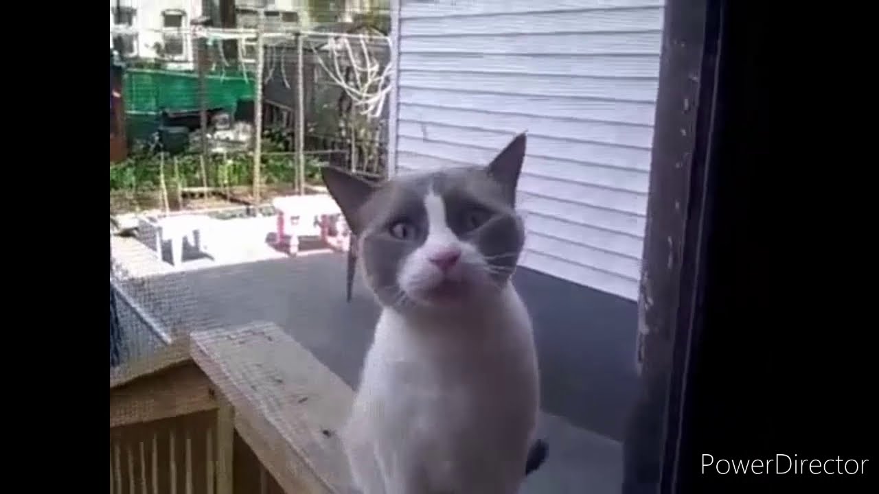 Try not to laugh: Screaming animals edition - YouTube