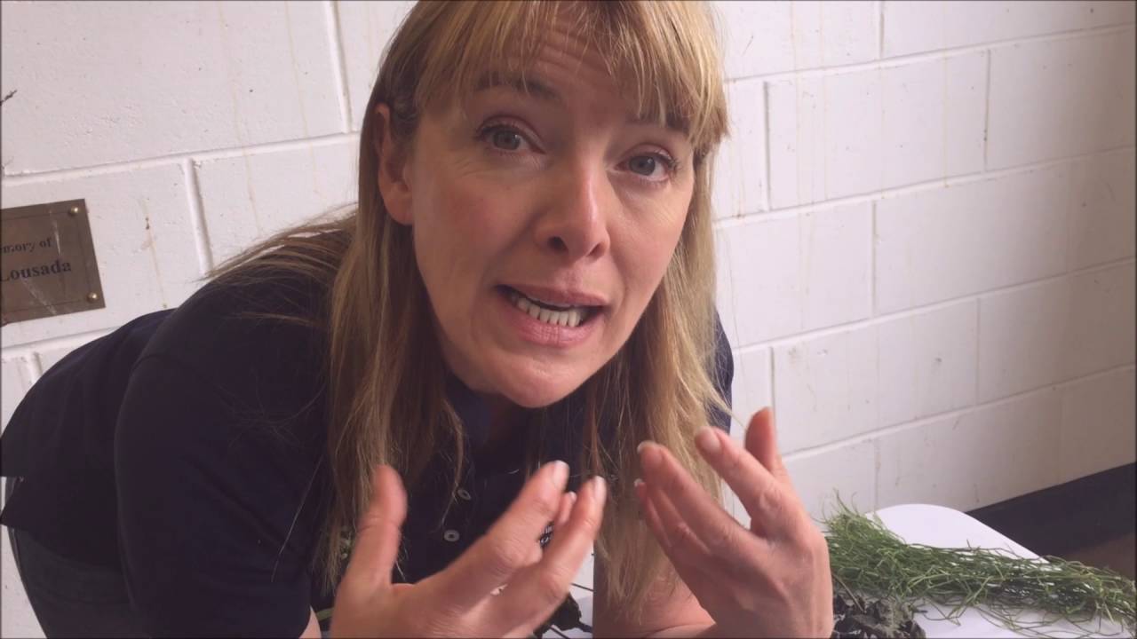 Equine Hedgerow Herbs with Elizabeth Whiter - YouTube