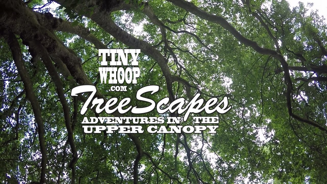 TreeScapes - Adventures in the Upper Canopy - Part One - Losing Sense ...