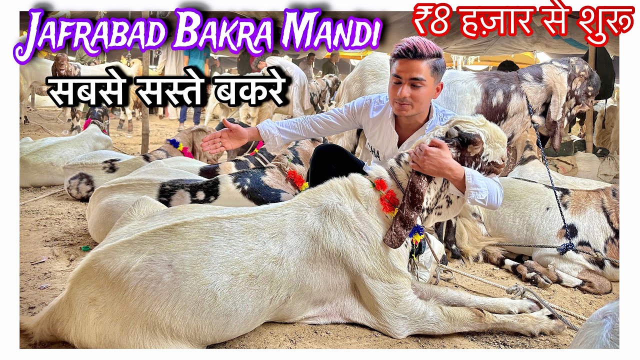 Jafrabad Bakra Mandi Me Sabse Saste Bakre 🔥 Sirf ₹8 Hzar Se Bakre Shuru ...