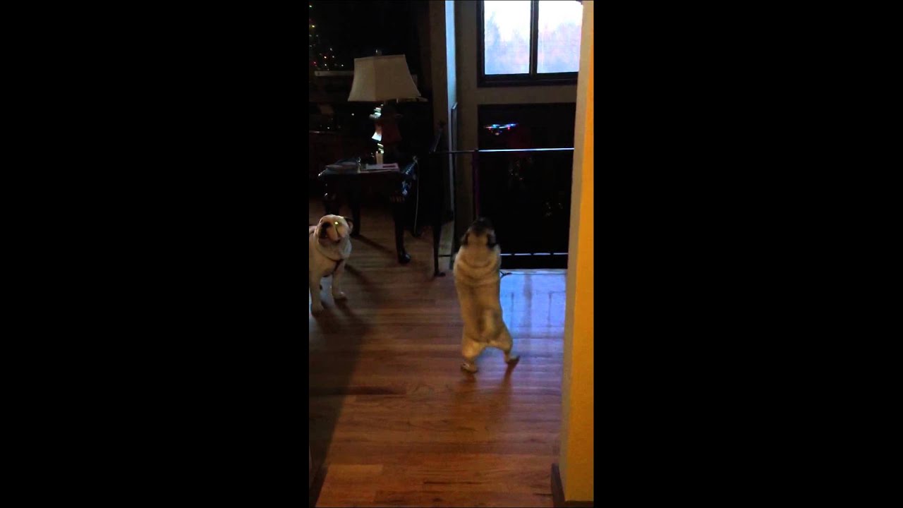 Bulldog and pug drones - YouTube