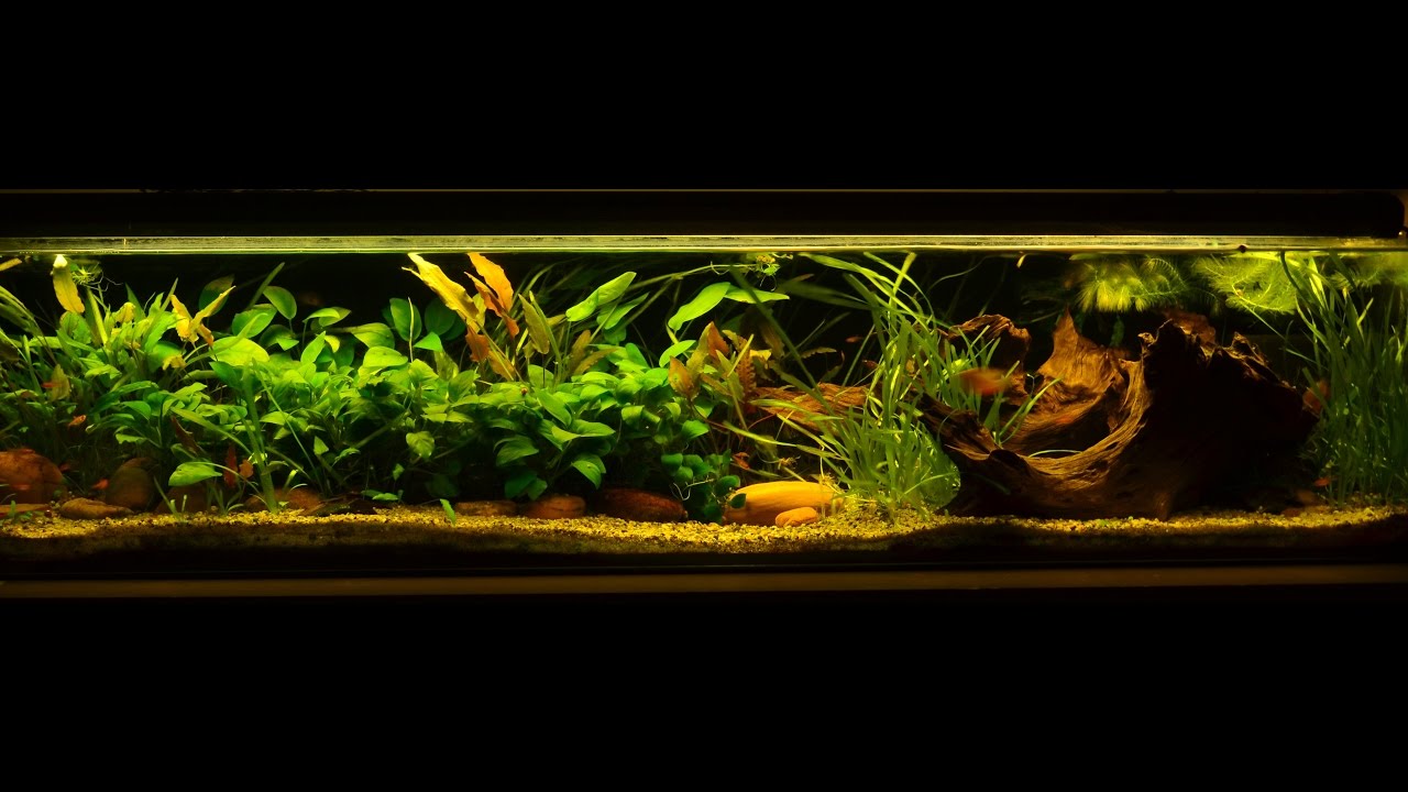 Planted Aquarium 90L - YouTube