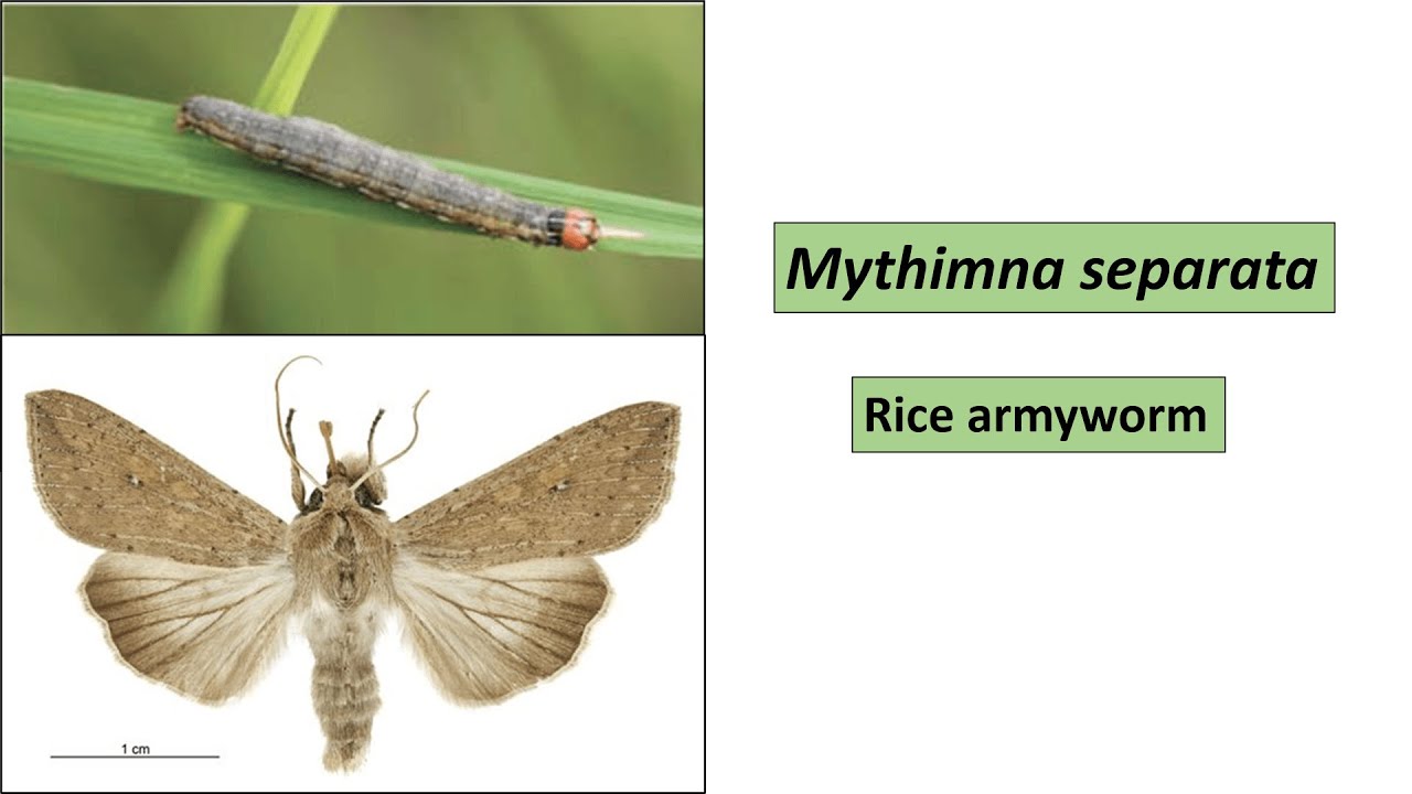 Mythimna separata/Rice armyworm/Major insect pest of rice/Part I - YouTube