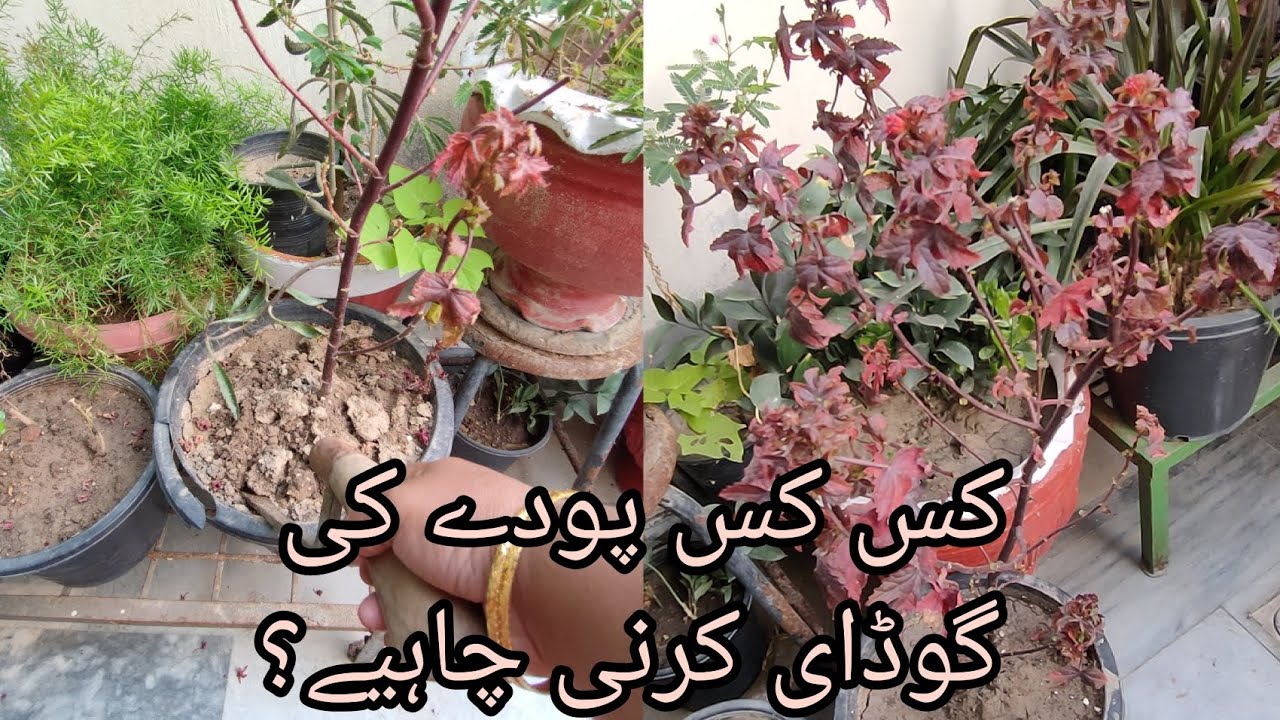How to do goodi/Which plant to do it/This is for saving your plants ...