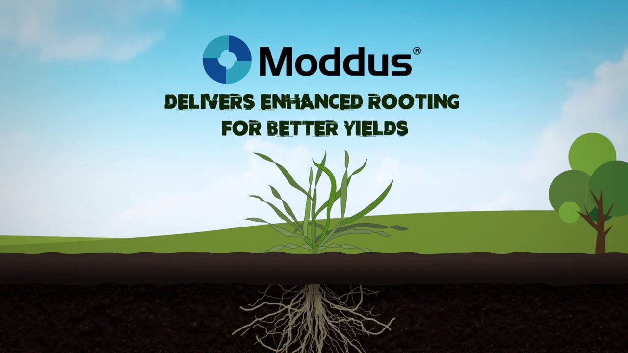 Moddus - Wzmocnij system korzeniowy i zwiększ plony - YouTube
