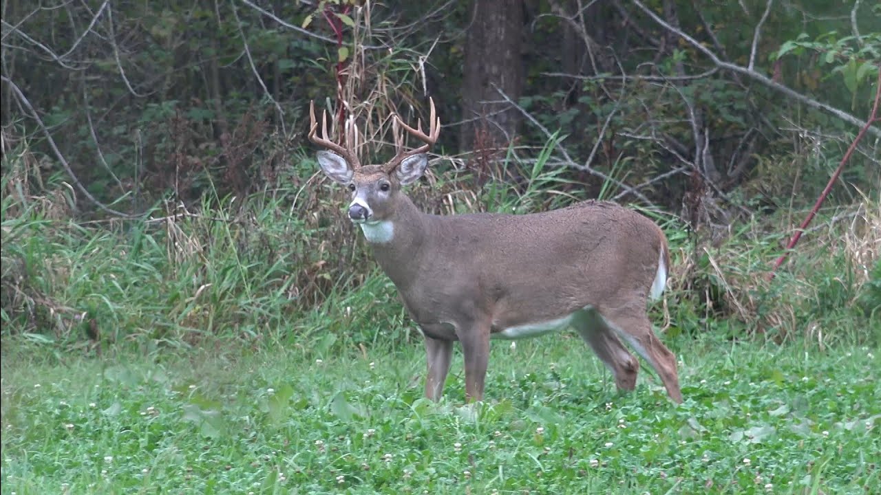 First Time PA Archery Buck - FROM THE GROUND - 2019 [4K] - YouTube