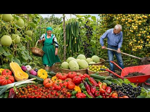 Harvesting Vegetables and Fruits 🍅 Grandma & Grandpa’s Traditional Winter Preparation